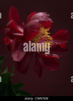 Vertical macro of a rich red peony bloom with a bright yellow center ...