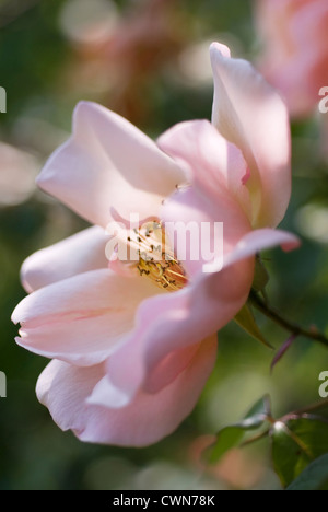 The pale pink Rosa "Meg" on the wall of the inner side of the Front ...