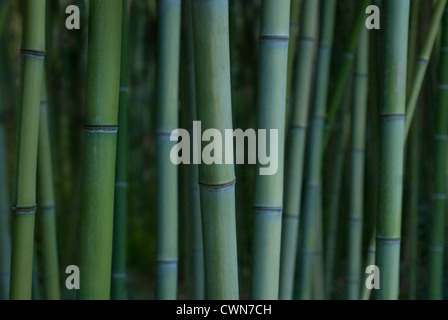 Phyllostachys decora "Beautiful Bamboo Stock Photo - Alamy