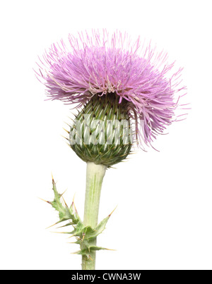 White Thistle Chrysanthemum Stock Photo - Alamy