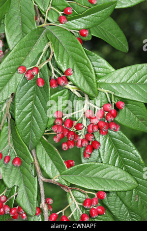 tree cotoneaster (Cotoneaster frigidus Stock Photo - Alamy