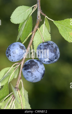 Bullace Plum, Damson Plum (Prunus domestica ssp. insititia, Prunus ...