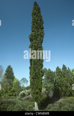 Italian cypress (Cupressus sempervirens), columnar cypresses, Italy ...