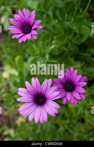 Everlastings in King's Park, Perth, WA, Australia Stock Photo - Alamy
