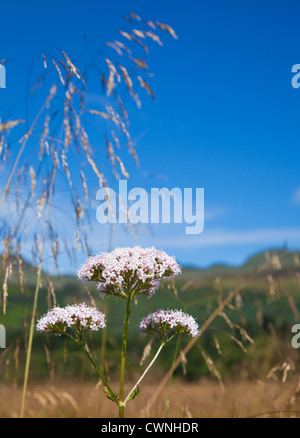Small pale pink flowers northern bilberry close uo, Vaccinium ...