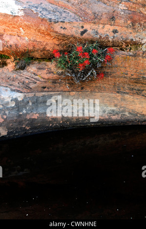 Indian Paintbrush flowers Zion National Park Stock Photo - Alamy