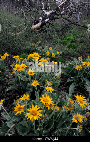 Mule mules ear balsam root wildflower Wyethia mollis zion national park ...