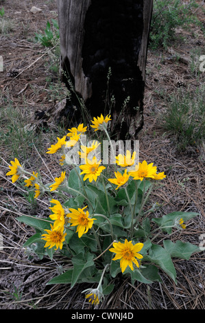 Mule mules ear balsam root wildflower Wyethia mollis zion national park ...