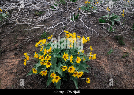 Mule mules ear balsam root wildflower Wyethia mollis zion national park ...