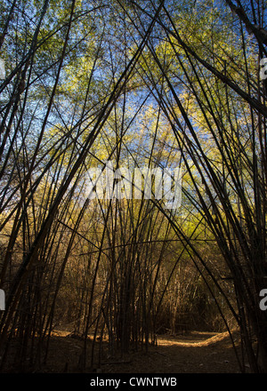 Australian native bamboo, Bambusa arnhemica, Mary River Park, Northern ...