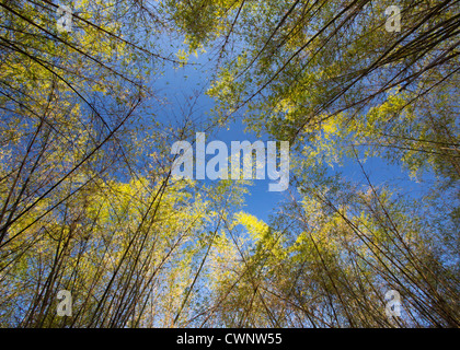 Australian native bamboo, Bambusa arnhemica, Mary River Park, Northern ...