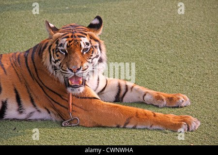 Russia. Moscow. Tiger in Gorky Park Stock Photo - Alamy