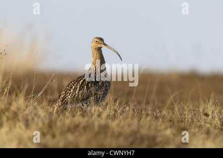 Eurasian Curlew (Numenius arquata) adult, standing on fencepost ...