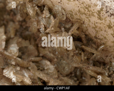 Titanite; Capelinha, Brazil Stock Photo - Alamy