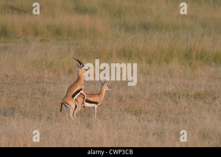mating Thomson s Gazelle Eudorcas thomsonii Gazella thomsonii Masai ...