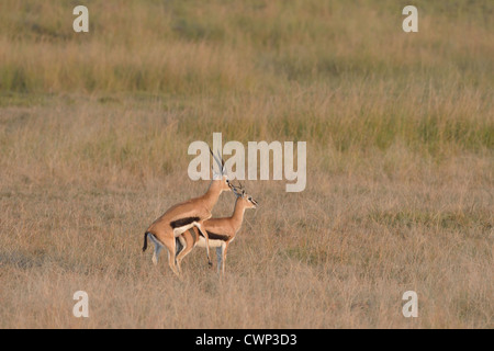 mating Thomson s Gazelle Eudorcas thomsonii Gazella thomsonii Masai ...