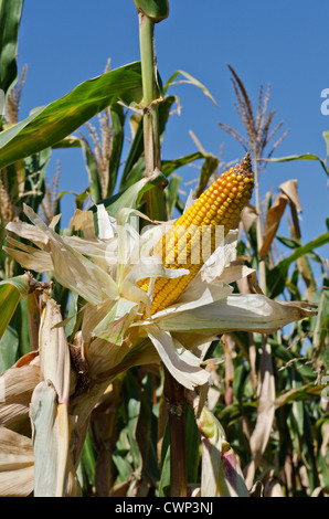 Vertical closeup shot of A golden silk orb-weaving spider with early ...