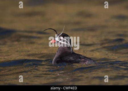 Whiskered Auklet Aethia pygmaea adult breeding plumage close-up head ...