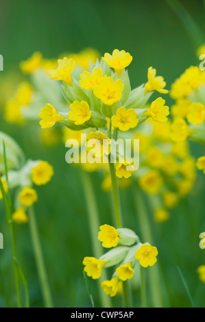 Yellow cowslip flowers in the foreground with Läckö Castle blurred in the background on the ...
