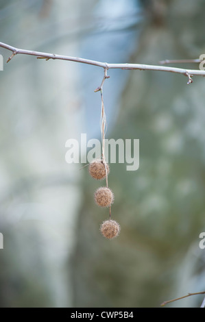 Three Sycamore tree seed pods on a warm light brown backlground. Lots ...