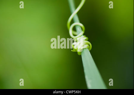 Tendril coiling around blade of grass Stock Photo - Alamy