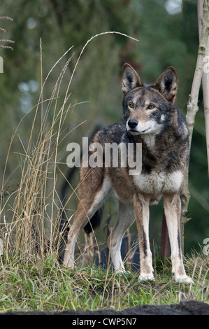 Red Wolf (Canis rufus) adult, howling (captive Stock Photo - Alamy