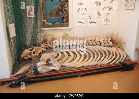 Steller's Sea Cow (Hydrodamalis gigas) extinct species, illustration ...