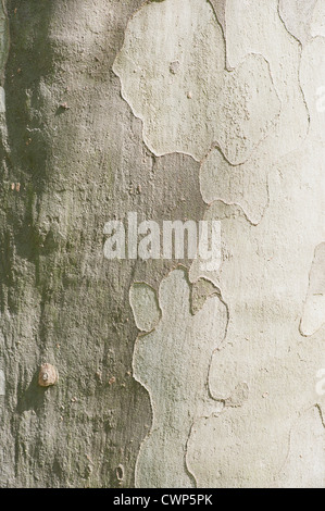 full frame bark of tree for natural background and texture Stock Photo ...