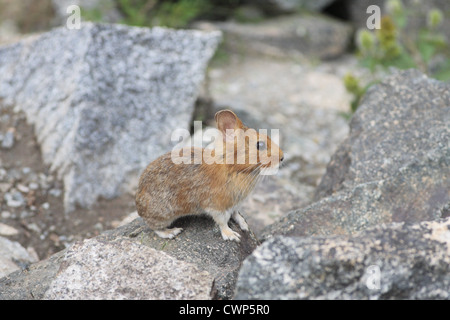 Chinese Red Pika (Ochotona erythrotis) adult, standing on rock, Mengda ...