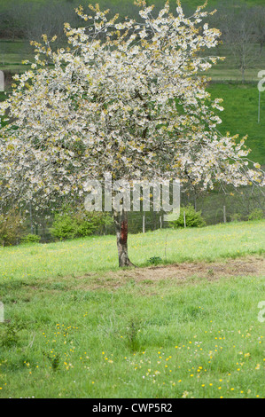 Apple tree in full bloom springtime natural background for relaxation ...
