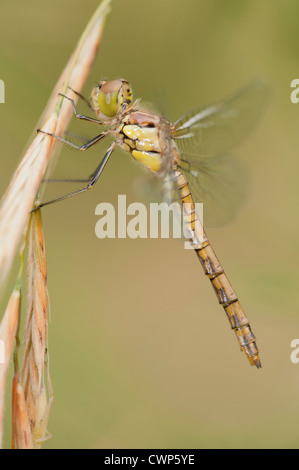 Side shot of a dragonfly perching on a green plant in the light ...