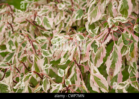 Mass of red, green, and cream variegated leaves of Acalypha wilkesiana ...