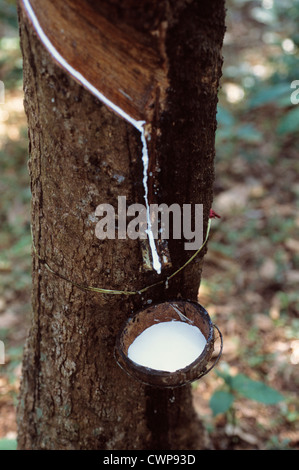 Ficus elastica tree Stock Photo - Alamy