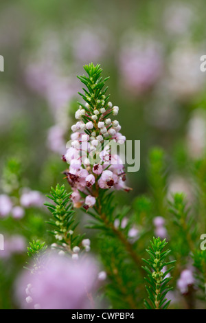 Cornish Heath; Erica vagans; Cornwall; UK Stock Photo - Alamy