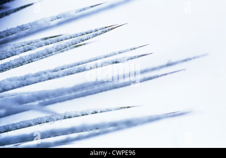 Macro, close-up of Cordyline australis Red Star leaves covered with ...