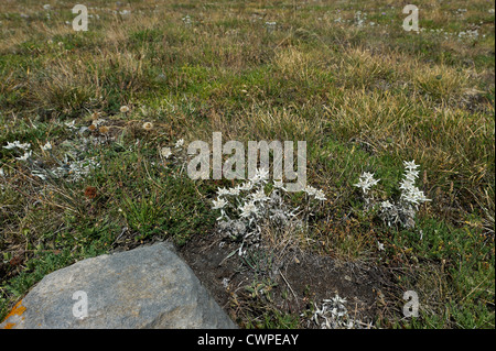 Edelweisses in their environment, Susa valley, Piedmont, Italy Stock ...