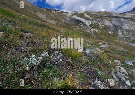edelweisses in their environment, Susa valley, Piedmont, Italy Stock ...