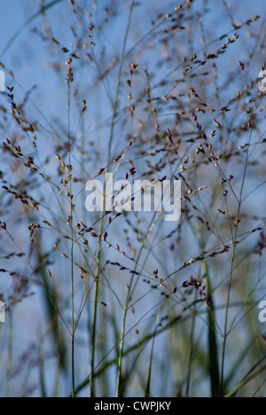 Panicum virgatum 'Prairie Sky', Switch grass Stock Photo - Alamy
