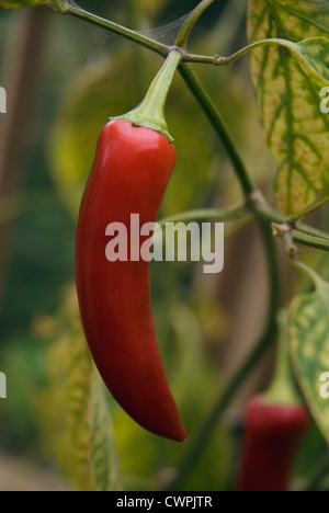 Hungarian Hot Wax Chilli Stock Photo - Alamy