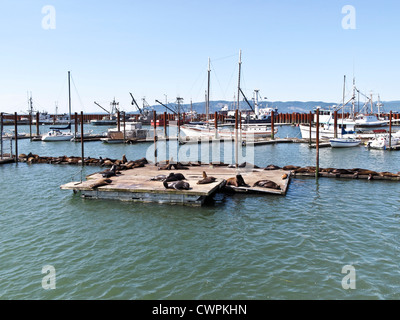 Sunning Sea Lions Stock Photo - Alamy