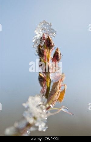 Amelanchier fresh bud growth in spring Stock Photo - Alamy