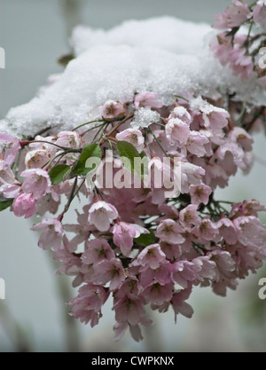 Bush with many large delicate pink peony flowers in direct sunlight, in ...
