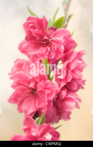 Detail of prunus persica pink flowers blossom in spring Stock Photo - Alamy