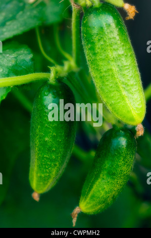 Cucumber vine (Cucumis sativus) with a vibrant yellow bloom in an ...