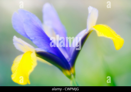 Horizontal macro of a vibrant yellow iris flower with dark veins, set ...