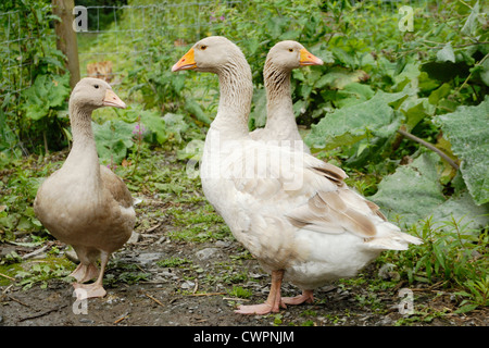 A pair of Brecon Buff geese with juvenile,grazing, foraging, Wales, UK ...