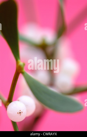 Viscum album, Mistletoe Stock Photo - Alamy