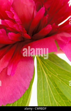 Vertical macro of a vibrant red peony bloom with yellow stamens. Great ...