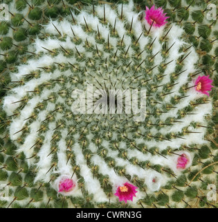Top View of Large Cactus Plan with Green Grass in the background Stock ...
