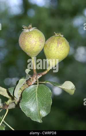 Wild pear (Pyrus pyraster) fruits ripening on a branch, Argolis ...